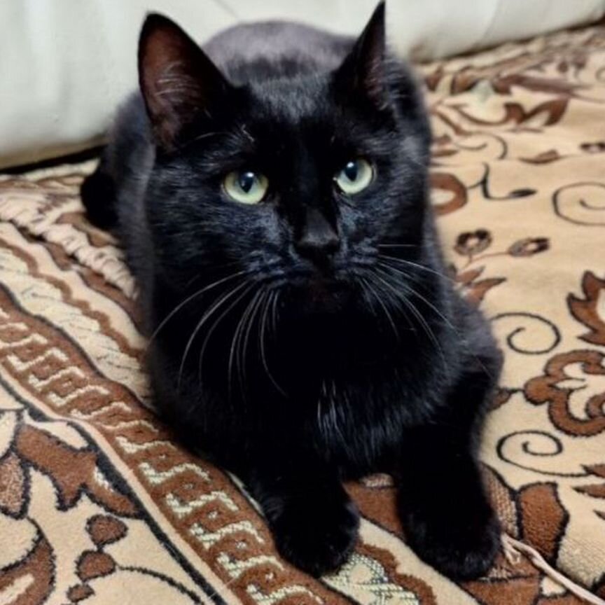 Взрослый кот в добрые руки