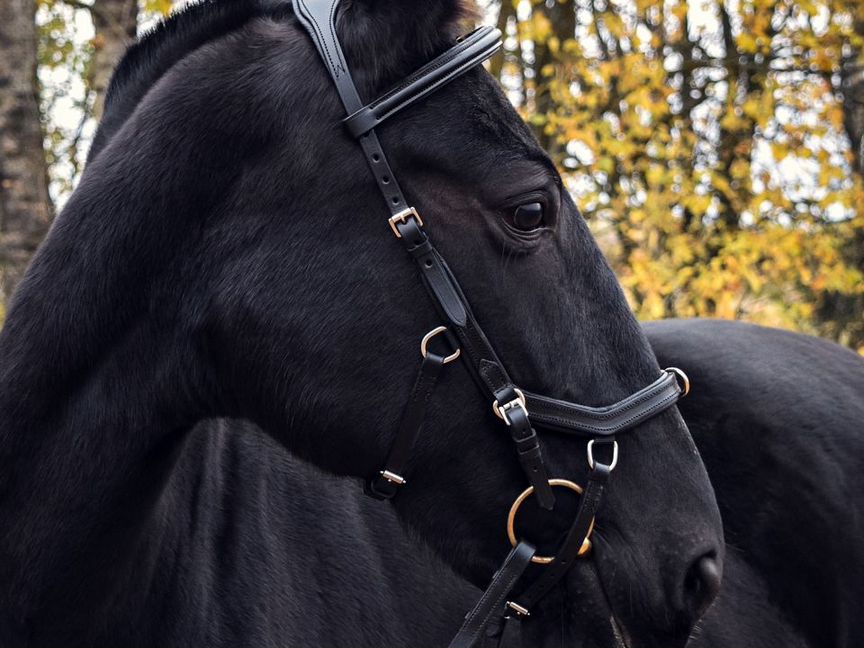 Уздечка Рэмбо-Миклема. Гермида