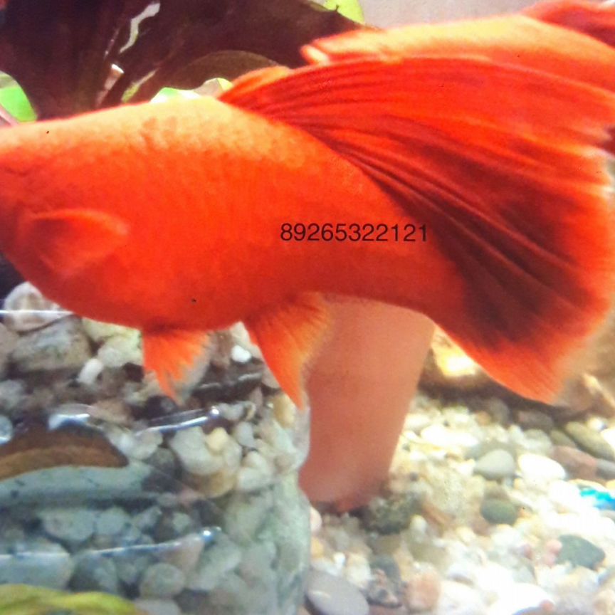 Меченосцы рубиновые