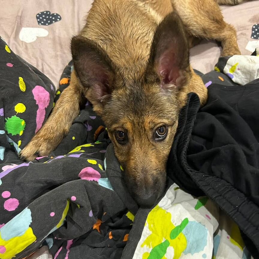 Немецкая овчарка, щенок