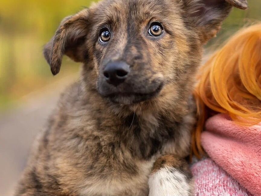 Редкая красавица Хлоя 4 мес ищет дом