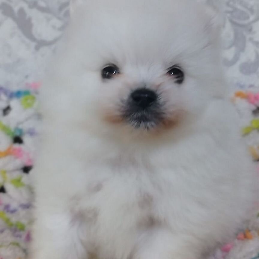 Померанский шпиц тип мишка мини