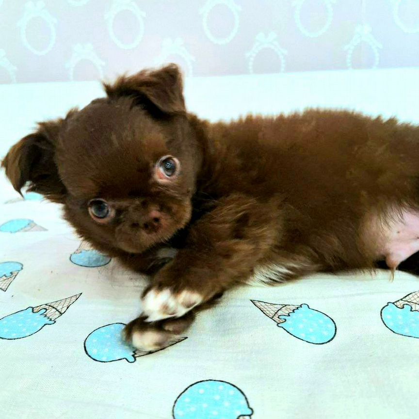 Чихуахуа мальчик с пальчик