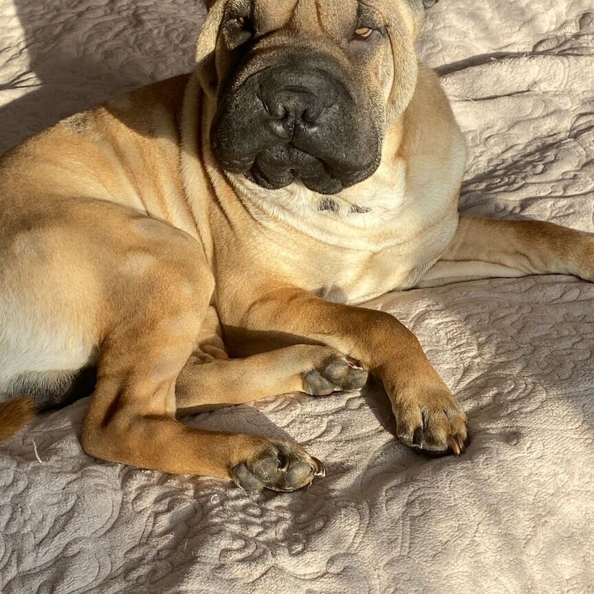 Мальчик Арчи 1,2