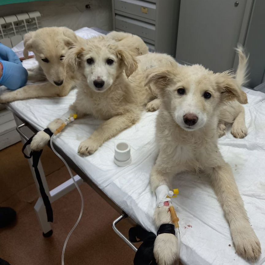 Ищем руки малышам сиротам