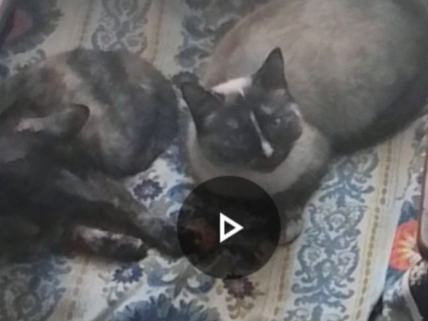 Потерялись кошки