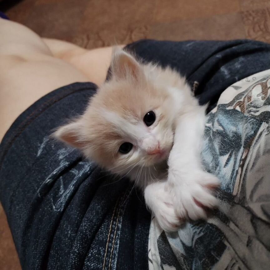 Котенок Пломбирчик
