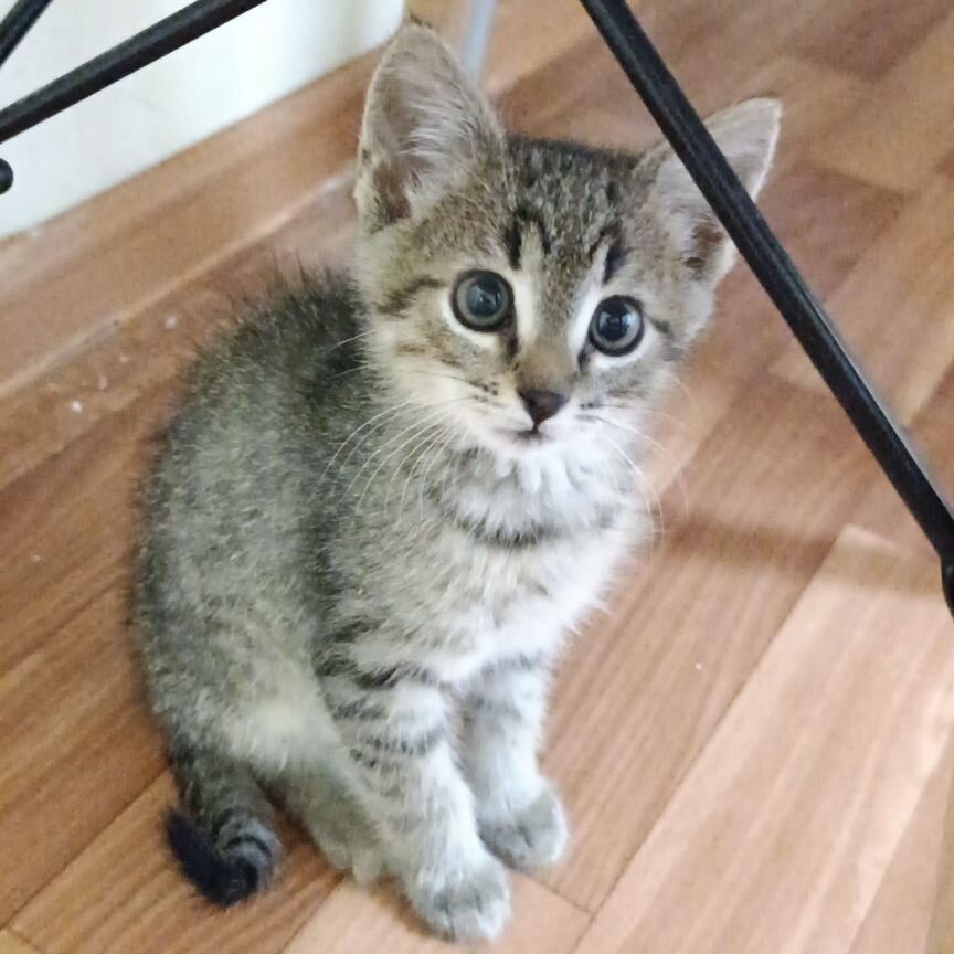 Сибирский котёнок