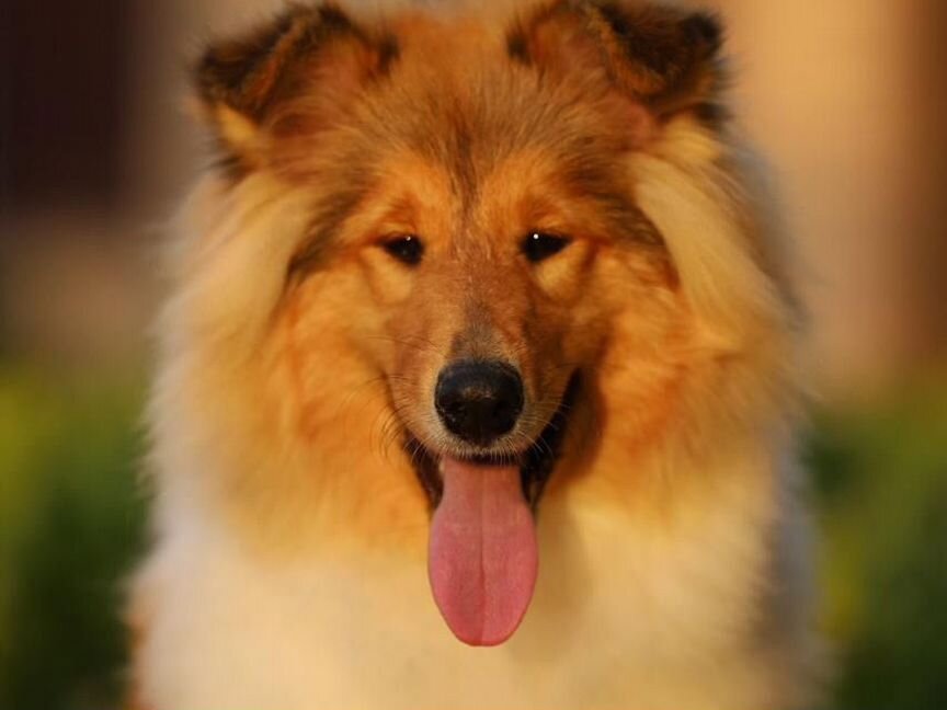 Щенок Колли длинношерстный