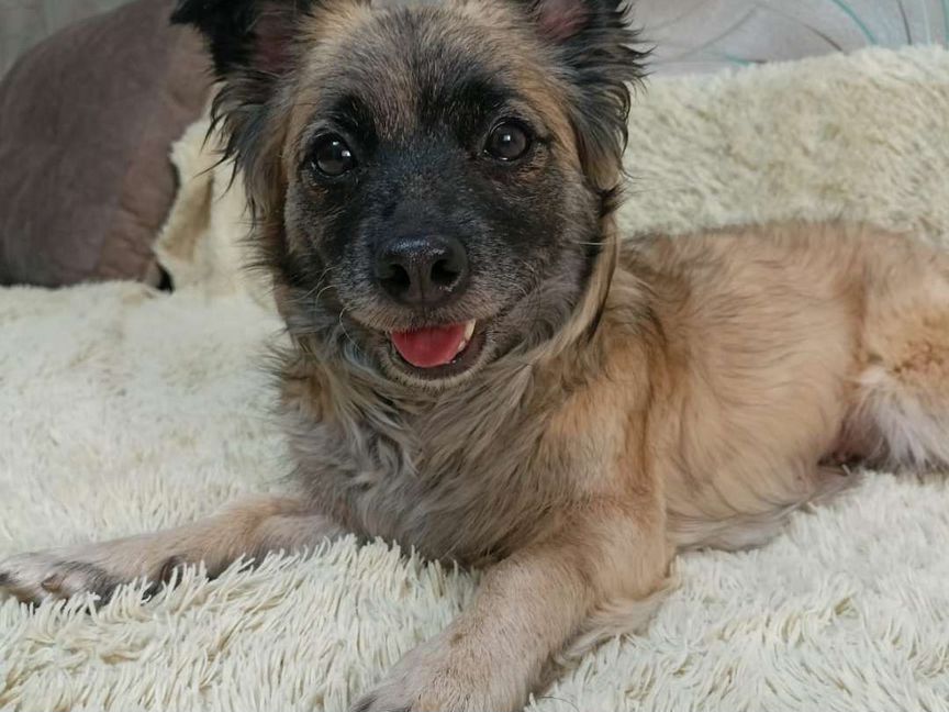 Маленькая собака