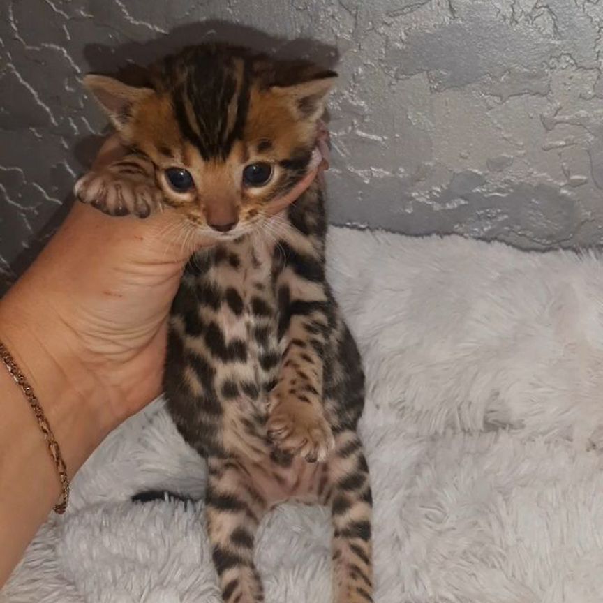 Бенгальские чистокровные котятки