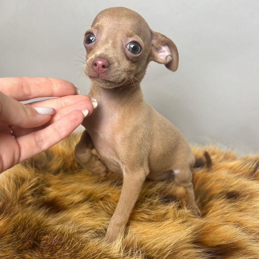 Русский той-терьер, щенок