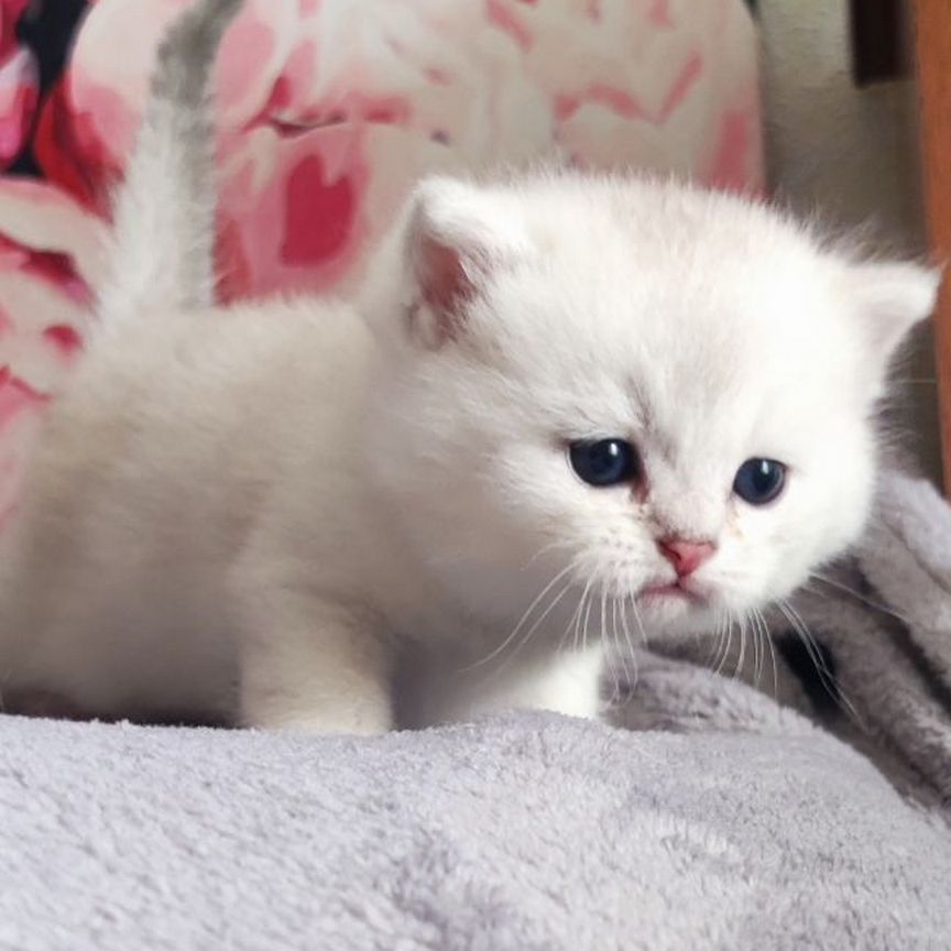 Британские котята