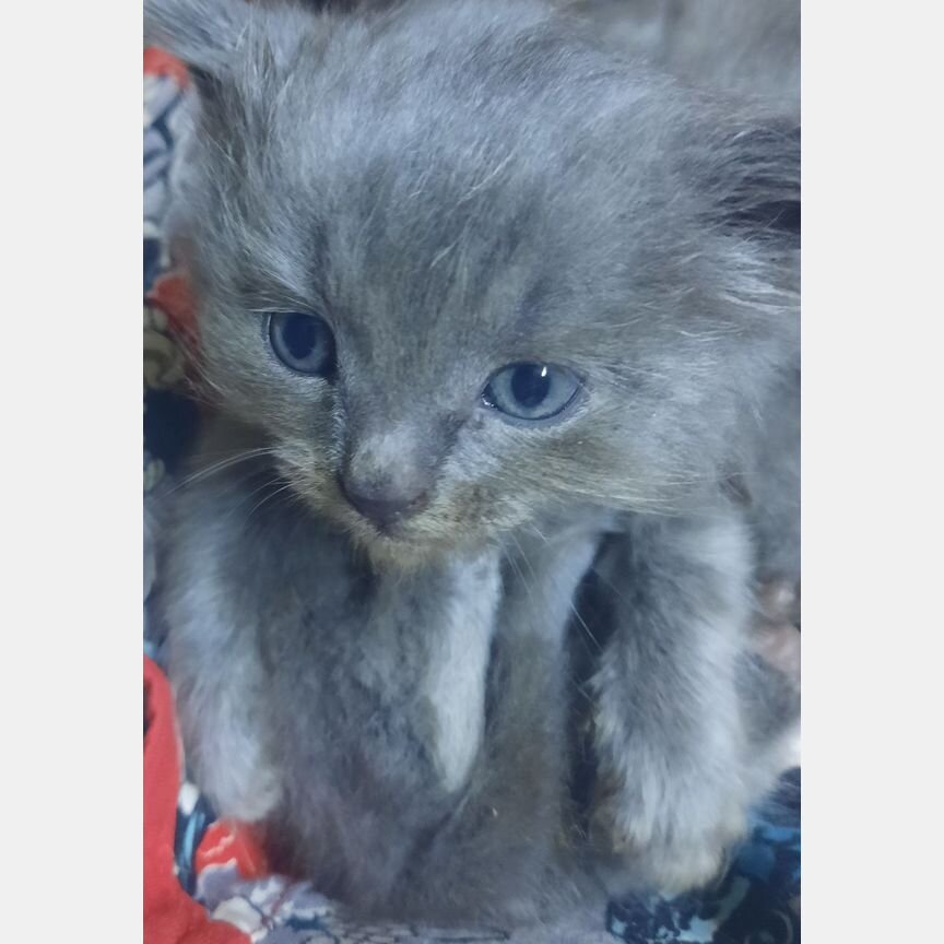Котенок