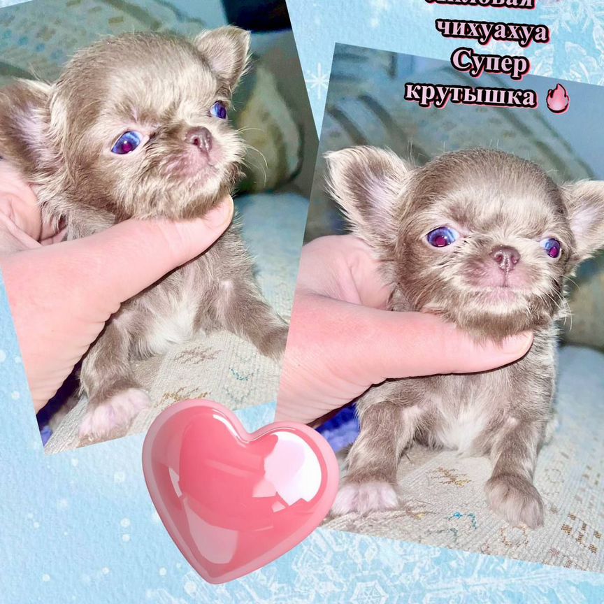 Жемчужинка