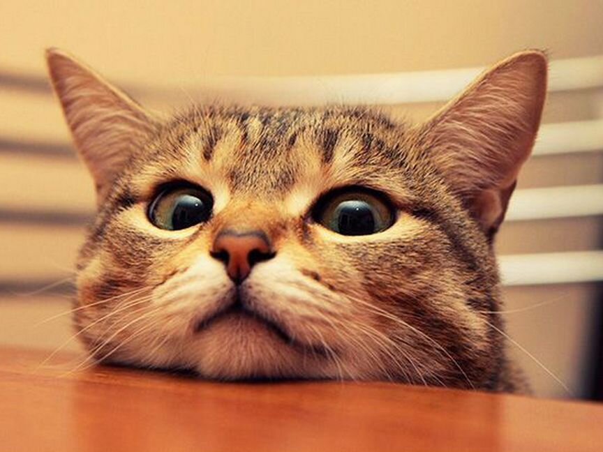 Абиссинские котята