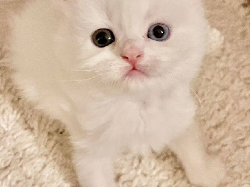 Шотландские котята
