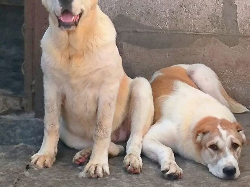 Сао девчонки для души, выставок и в разведение
