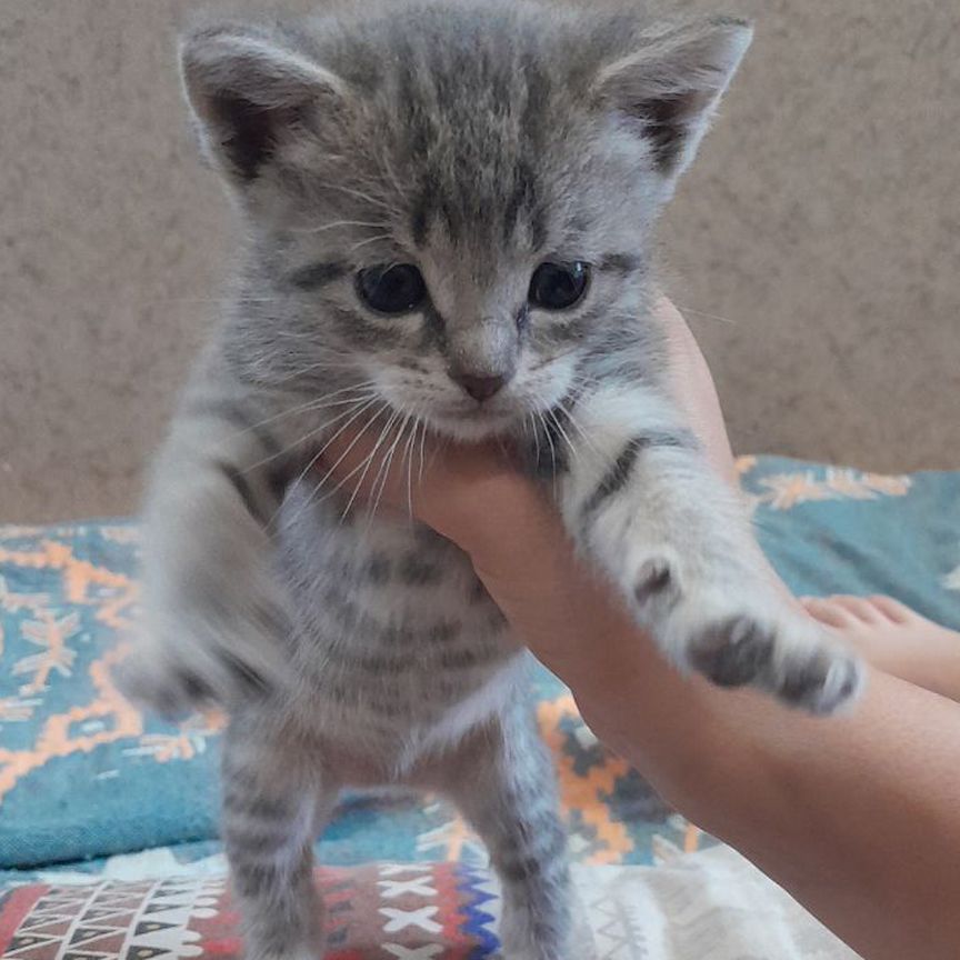 Кошечка в дар