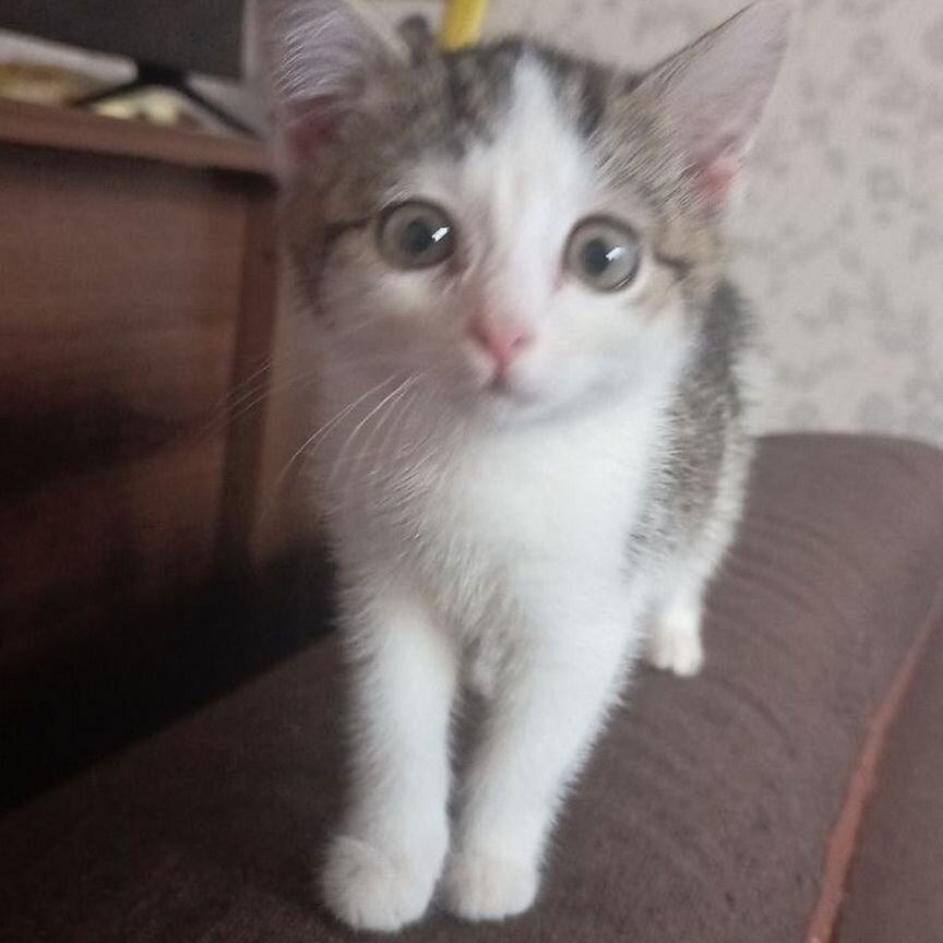 Котенок потеряшка