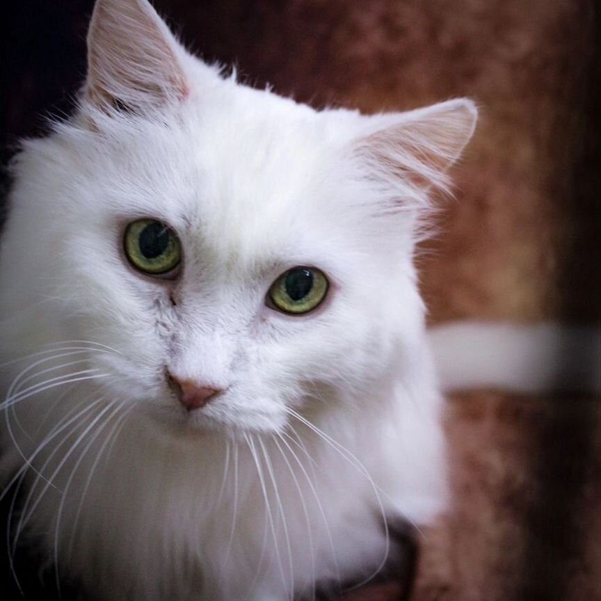 Белая кошка