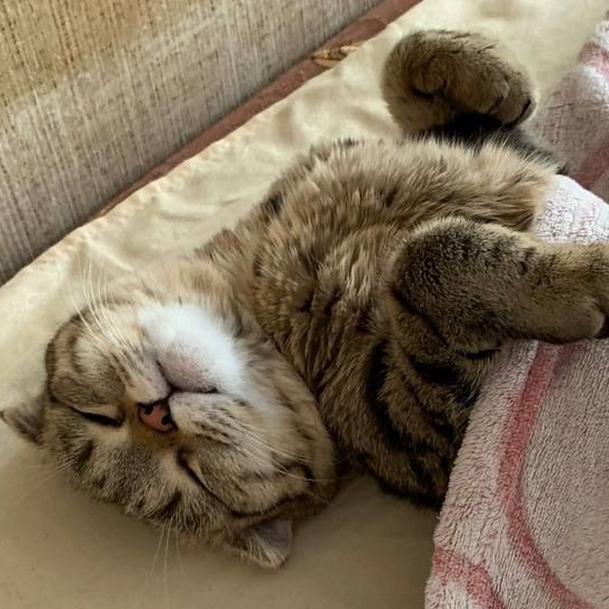 Шотландская вислоухая короткошёрстная кошка, взрослая