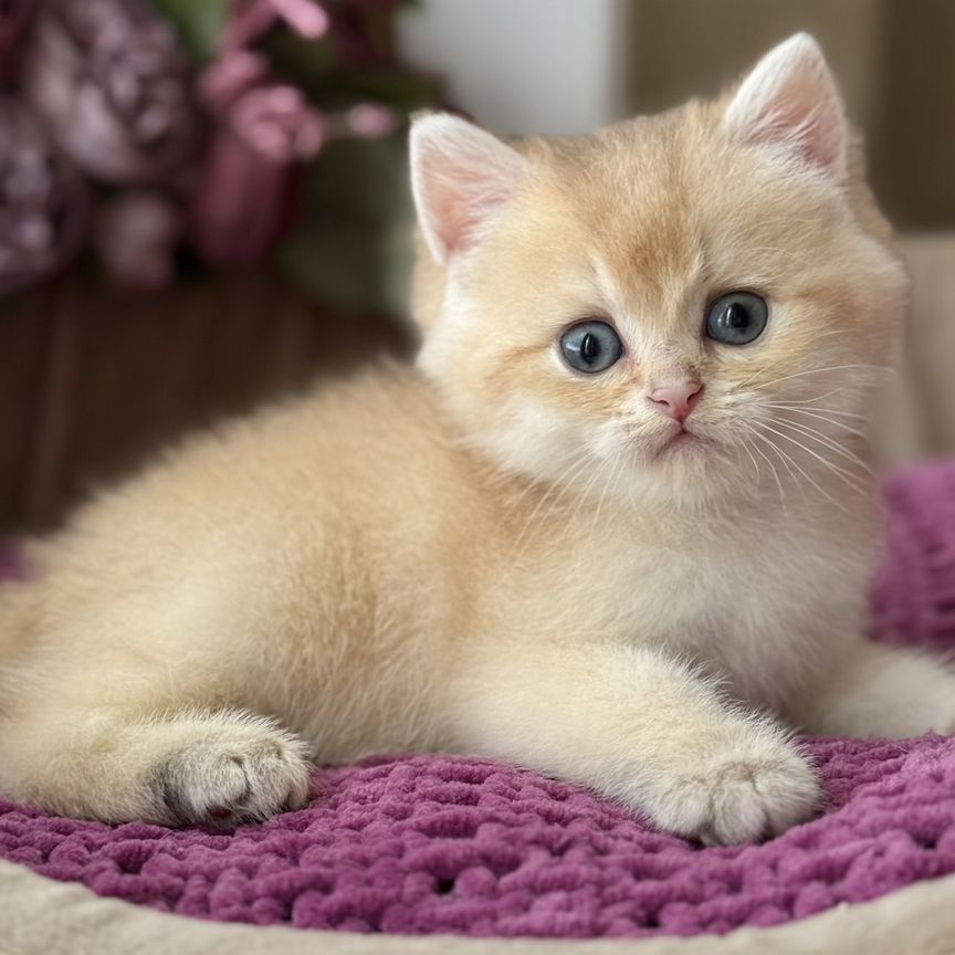 Британский короткошёрстный котёнок