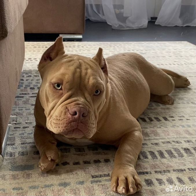 Американбулли