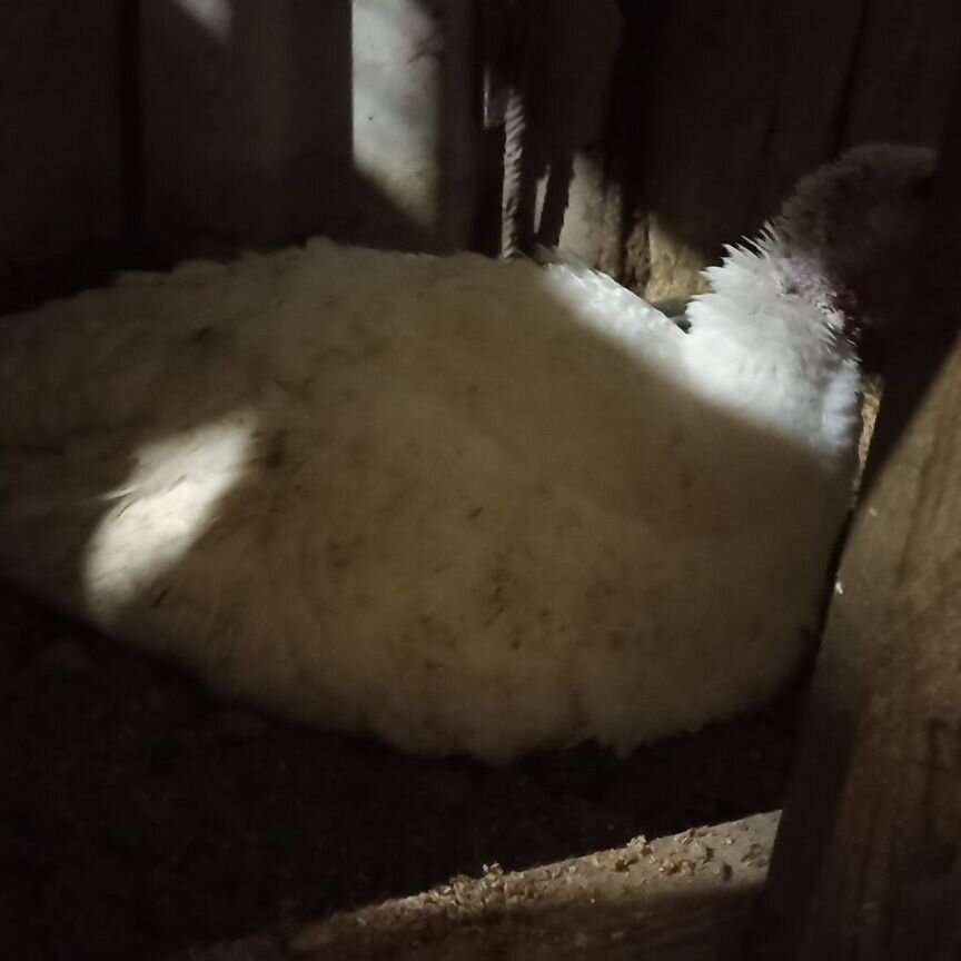 Индюшка наседка