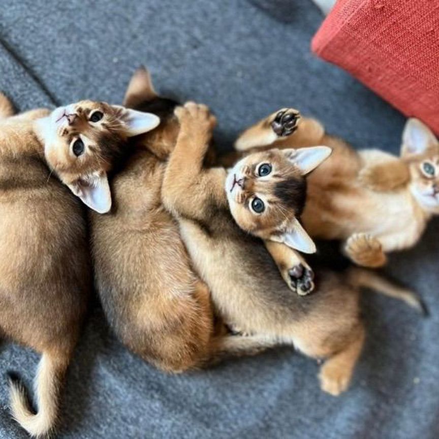 Абиссинские котята дикого окраса