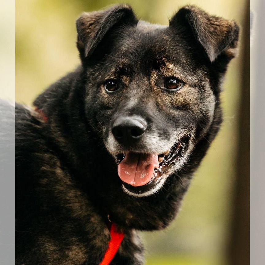 Взрослый пёс в добрые руки