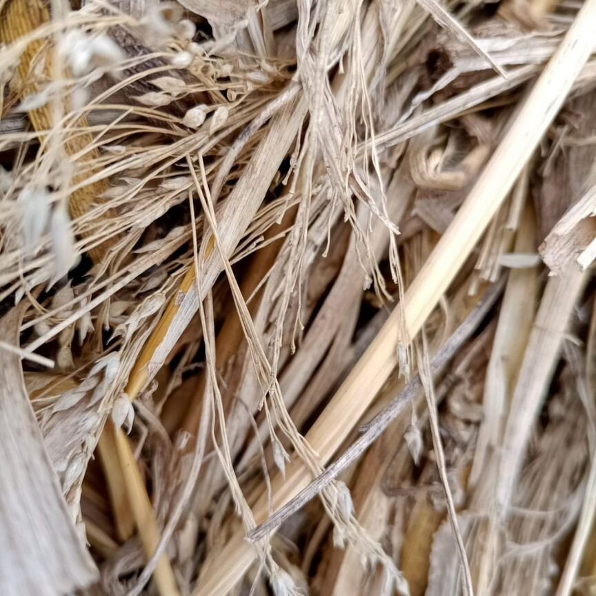 Продам сено в рулонах,просо