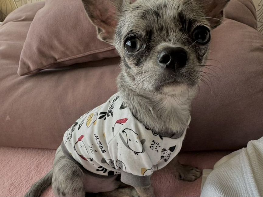 Продам чихуахуа