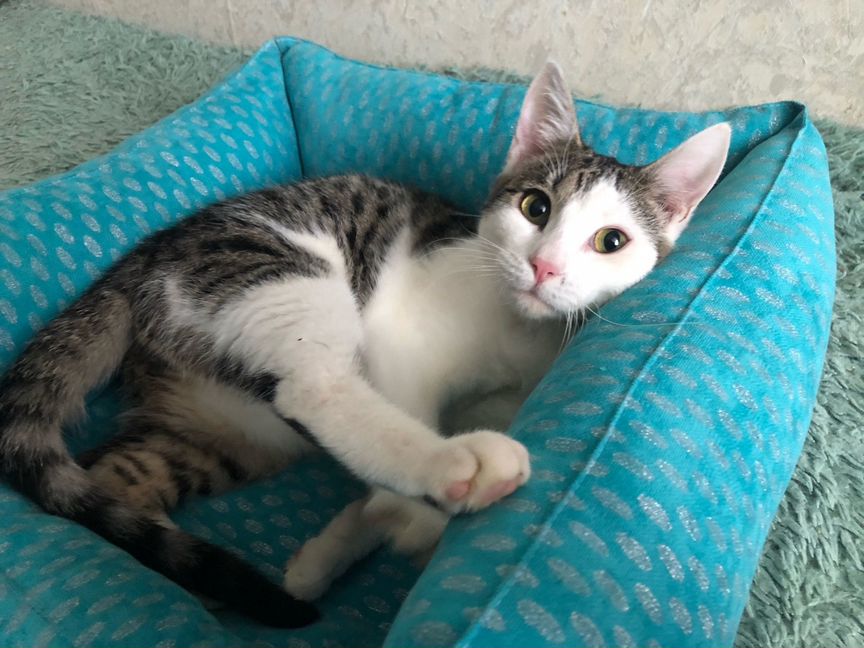 Котик-подросток