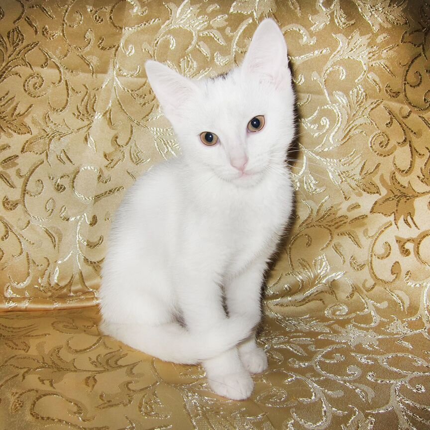 Белый котенок 3,5 мес. котик чистый здоровый