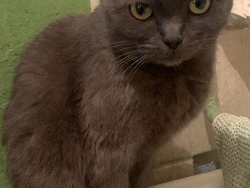 Кошка в дар