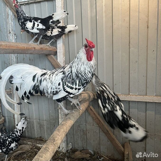 Продаются подрощенные цыплята гамбургские