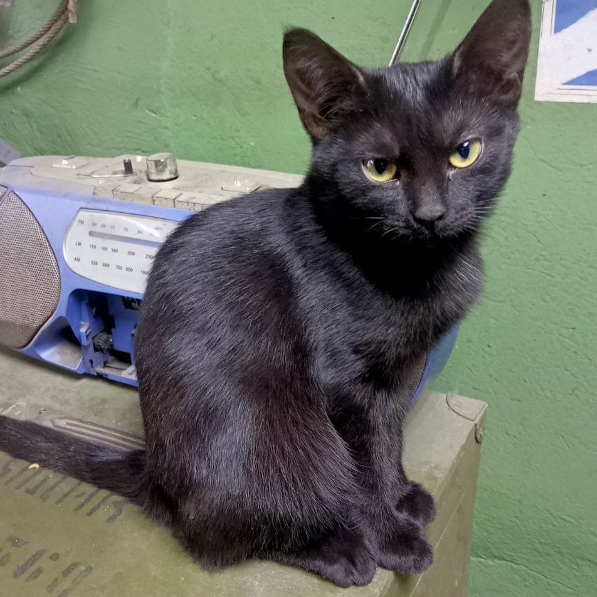 Котёнок в добрые руки