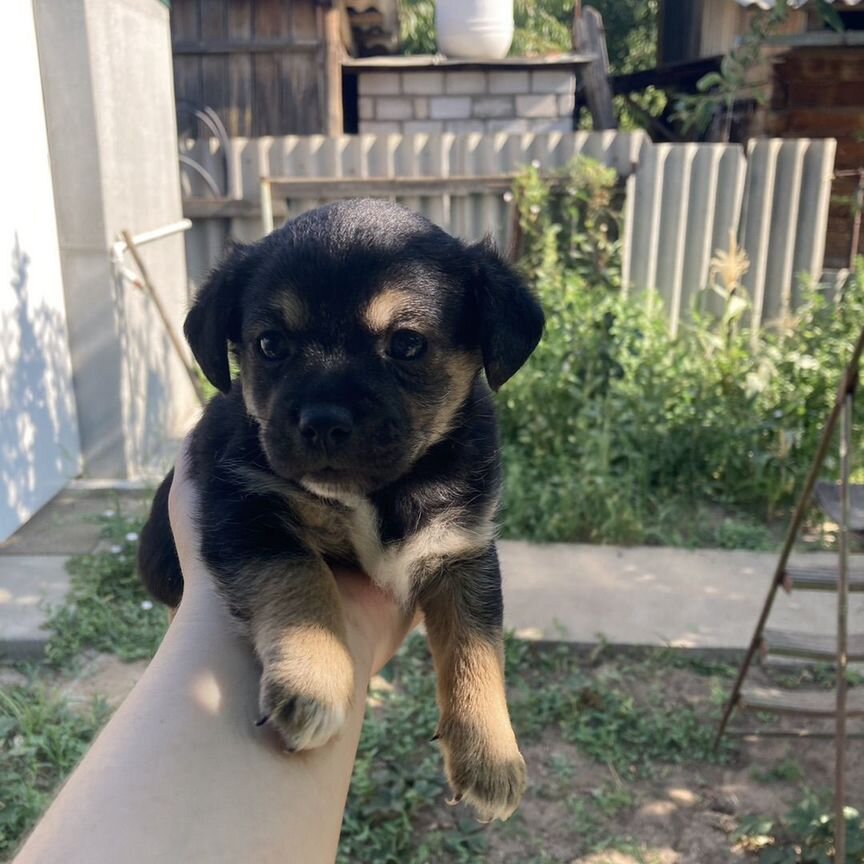 Домашние животные собаки маленькие