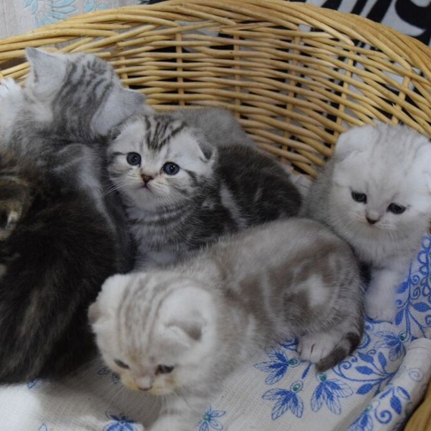 Шотландская банда