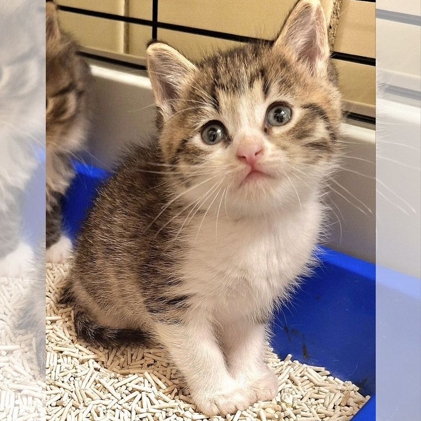 Котёнок в добрые руки