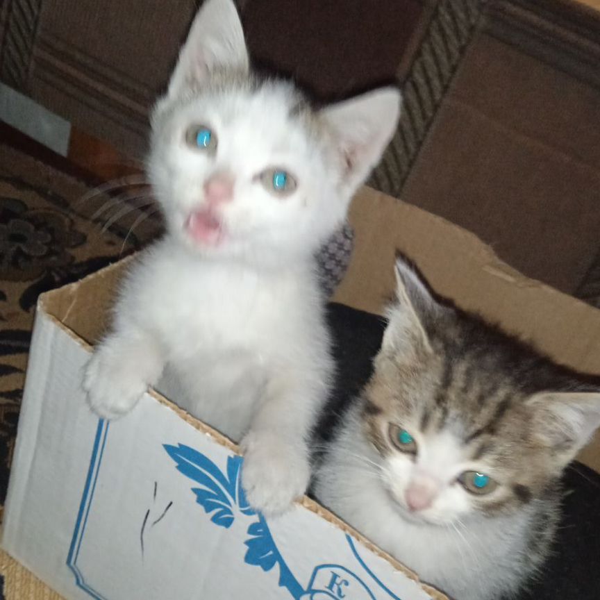 Отдадим котят В добрые руки