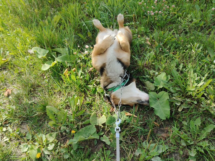 Собака вельш-корги