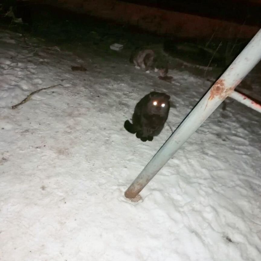 Котик ищет дом