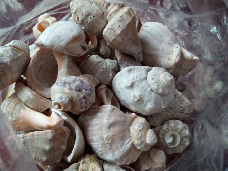 Ракушки и камни для аквариума