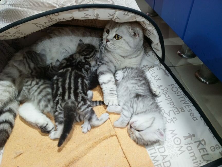Котятки