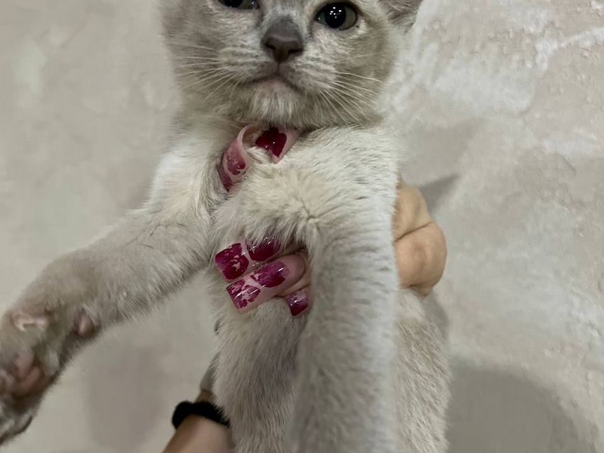 Бурманские очаровашки