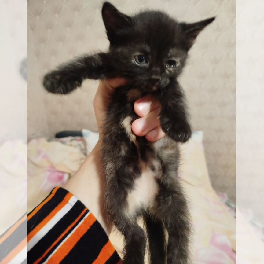 Котята в добрые руки бесплатно. 2 кота 3 кошки