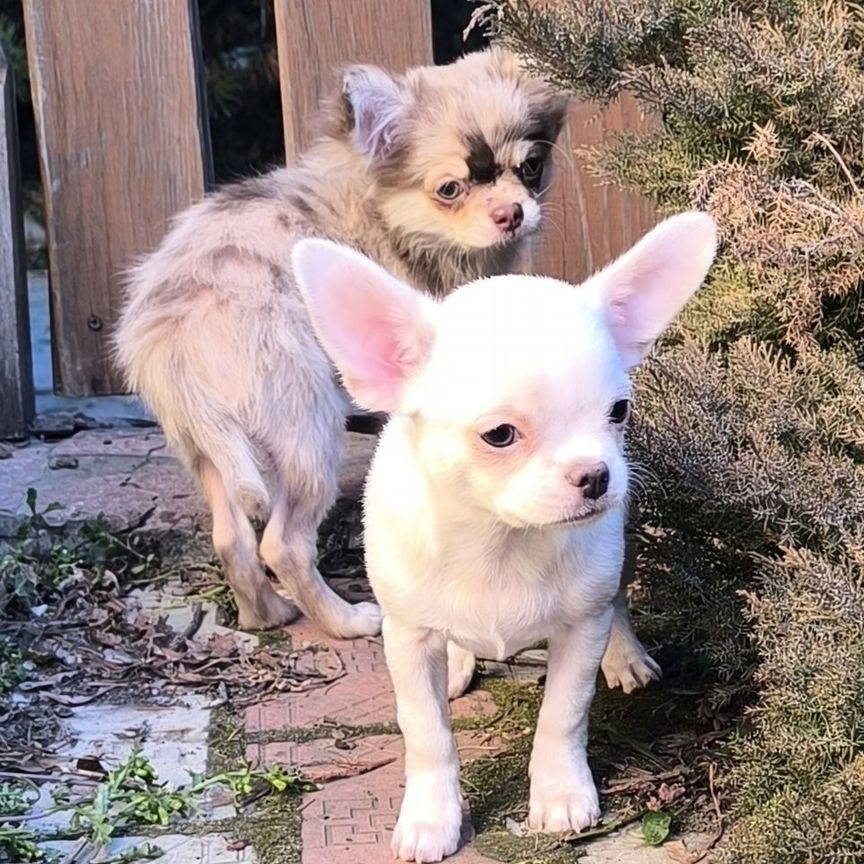 Чихуахуа, щенок