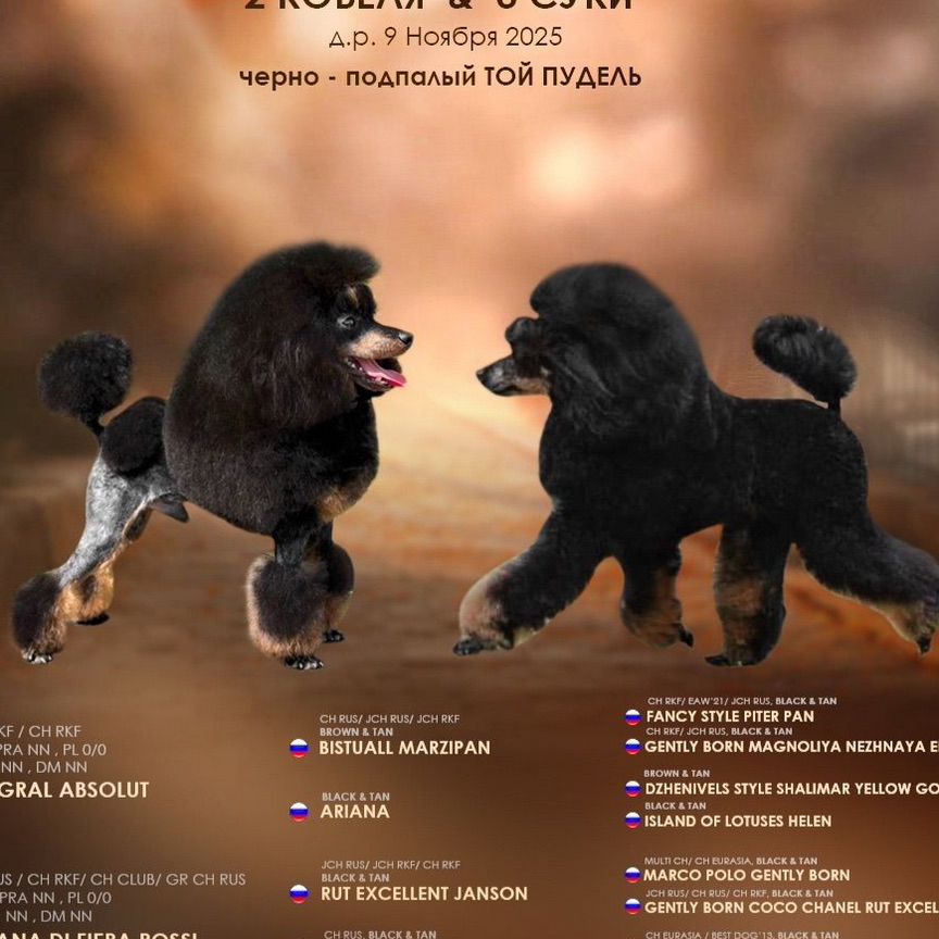 Той-пудель, щенок